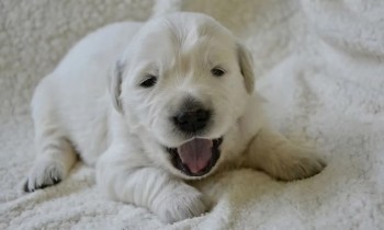 Amor y empatía: qué hay detrás del bostezo en tu perro | EHB