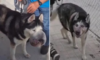 La emotiva historia de Rex, el perro que nadie quería operar y se salvó ...